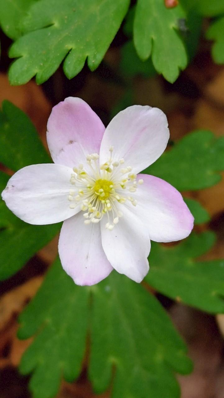 週末は筑波山。遠方から友人が来るため、楽... / ピクルスさんのモーメント | YAMAP / ヤマップ