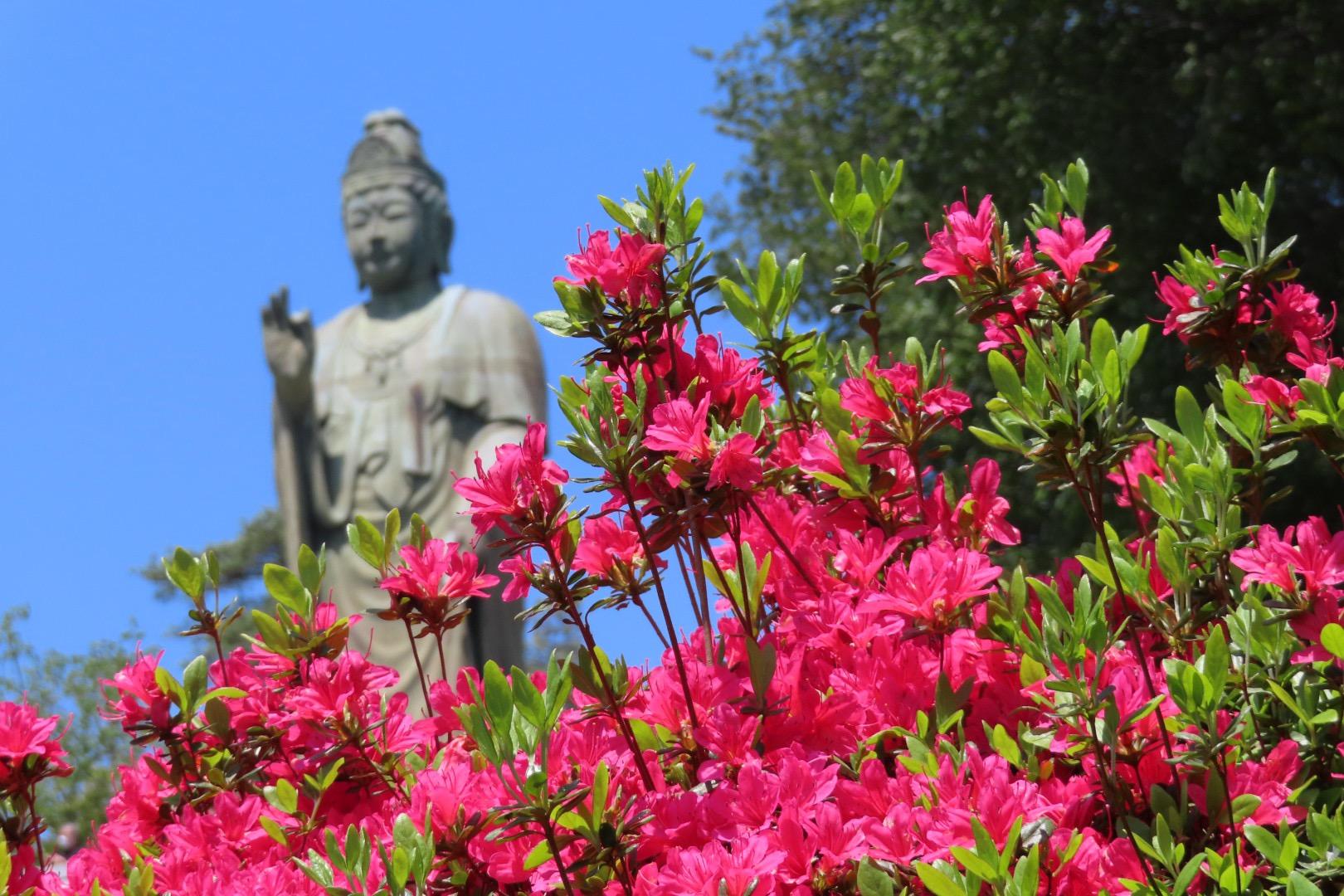塩船観音 つつじまつり 昨日から巷は... / やまよりだんごさんのモーメント | YAMAP / ヤマップ