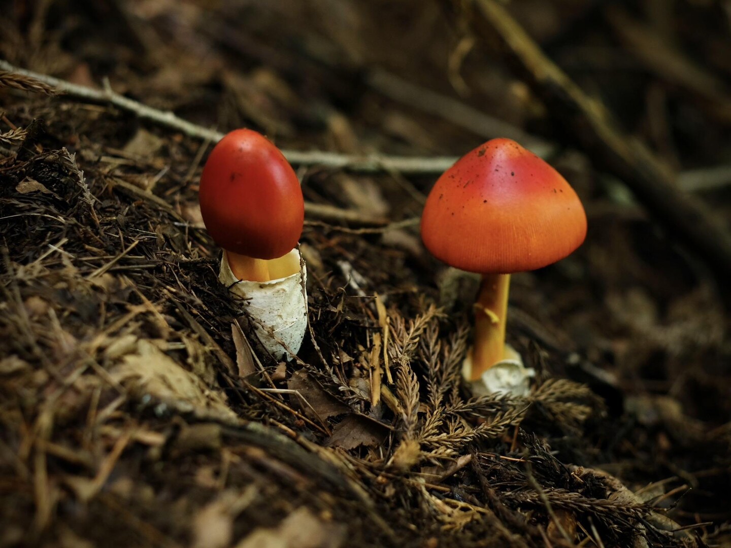 雲取山 / Rollさんの雲取山・鷹ノ巣山・七ツ石山の活動データ | YAMAP / ヤマップ