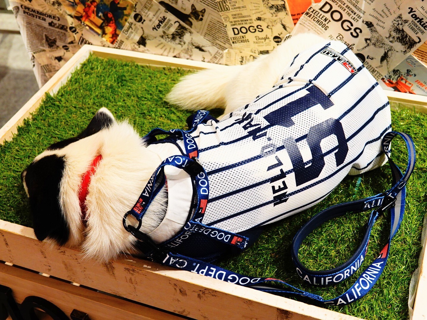 行きは無名選手😐 帰りはイチロー🤗 ... / もみじ🐺パパ😎さんのモーメント | YAMAP / ヤマップ