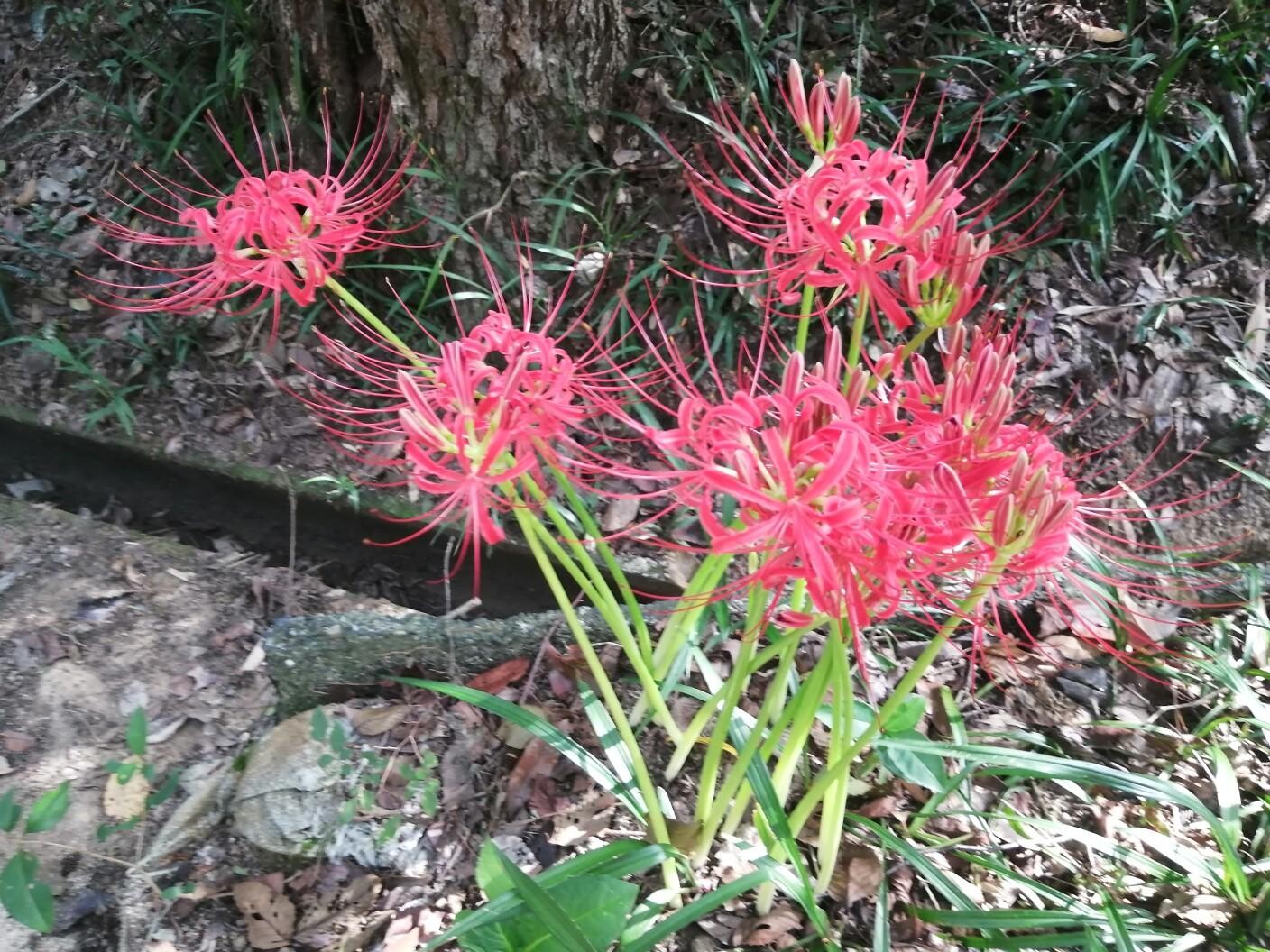 鈴ヶ峰・鬼ヶ城山 / Mini Houseさんの広島南アルプス（武田山・三滝山・鈴ヶ峰）の活動データ | YAMAP / ヤマップ