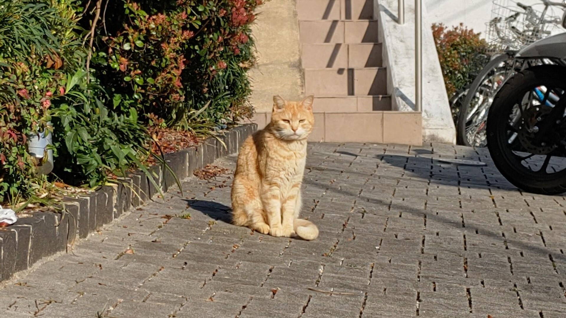 26😆愛宕山 / megさんの能古島の活動データ | YAMAP / ヤマップ