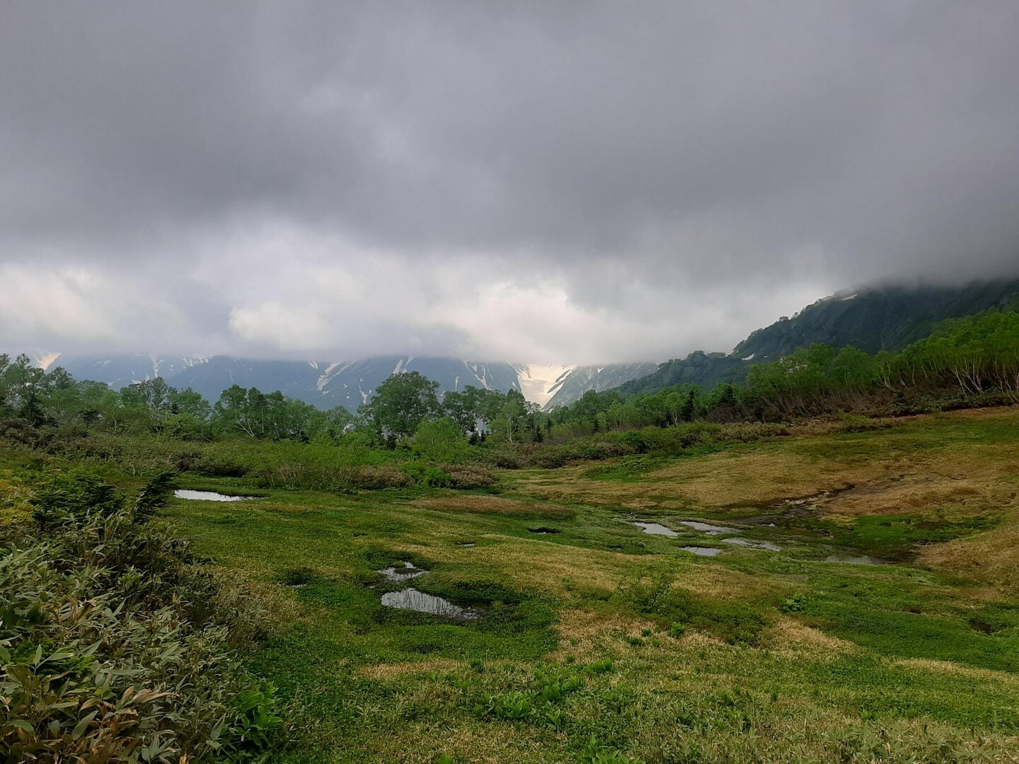 202306_栂池自然園 / ろんまきさんの栂池高原スキー場の活動データ | YAMAP / ヤマップ