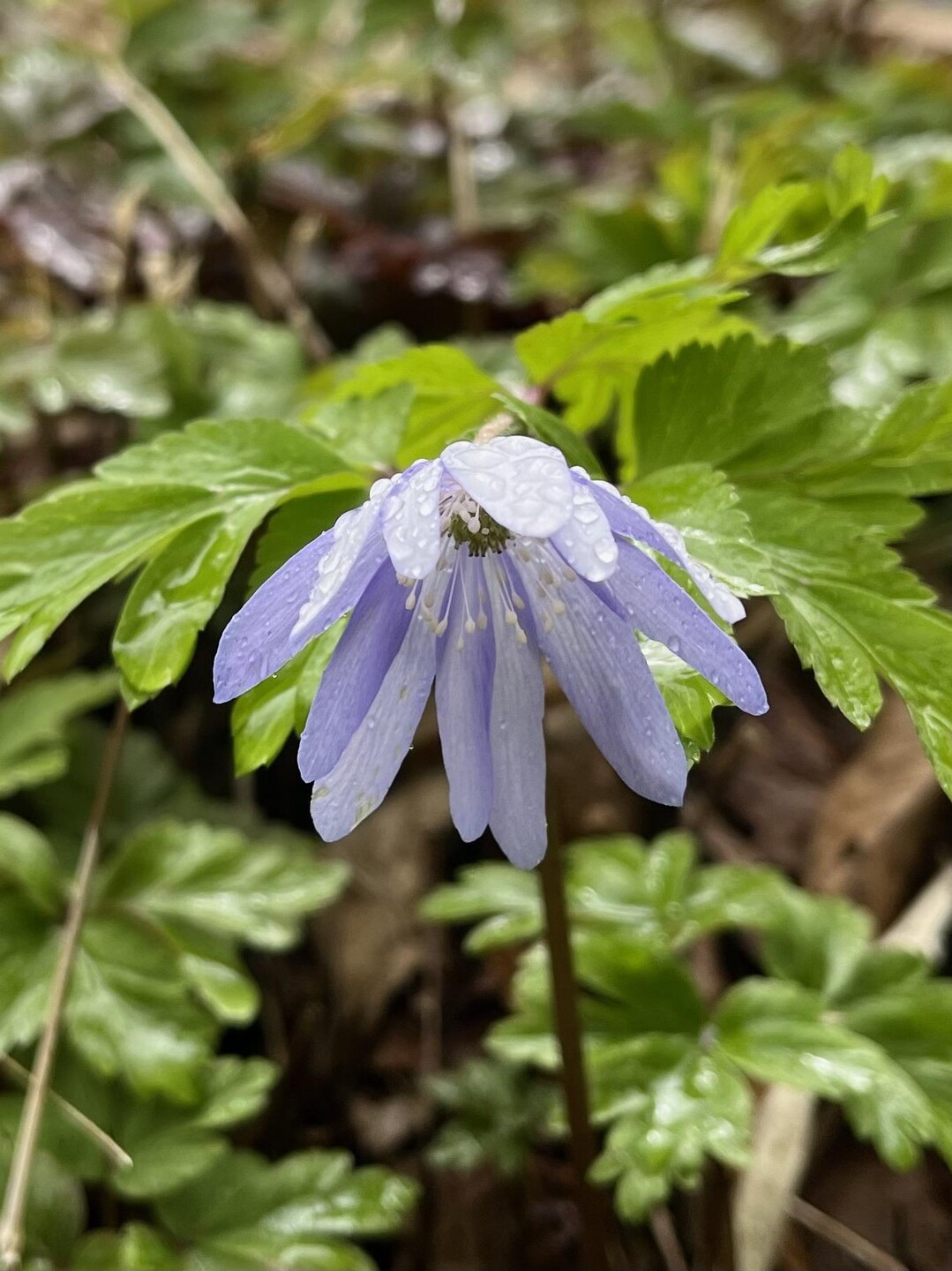 キクザキイチゲが満開🌸金剛山⛰️ / OLD HOUSEさんの金剛山・二上山・大和葛城山の活動データ | YAMAP / ヤマップ