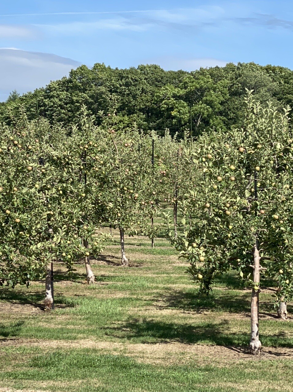 いつも見ている音江山🏔のんびり 山麓観... / Akkunn Ikeさんのモーメント | YAMAP / ヤマップ