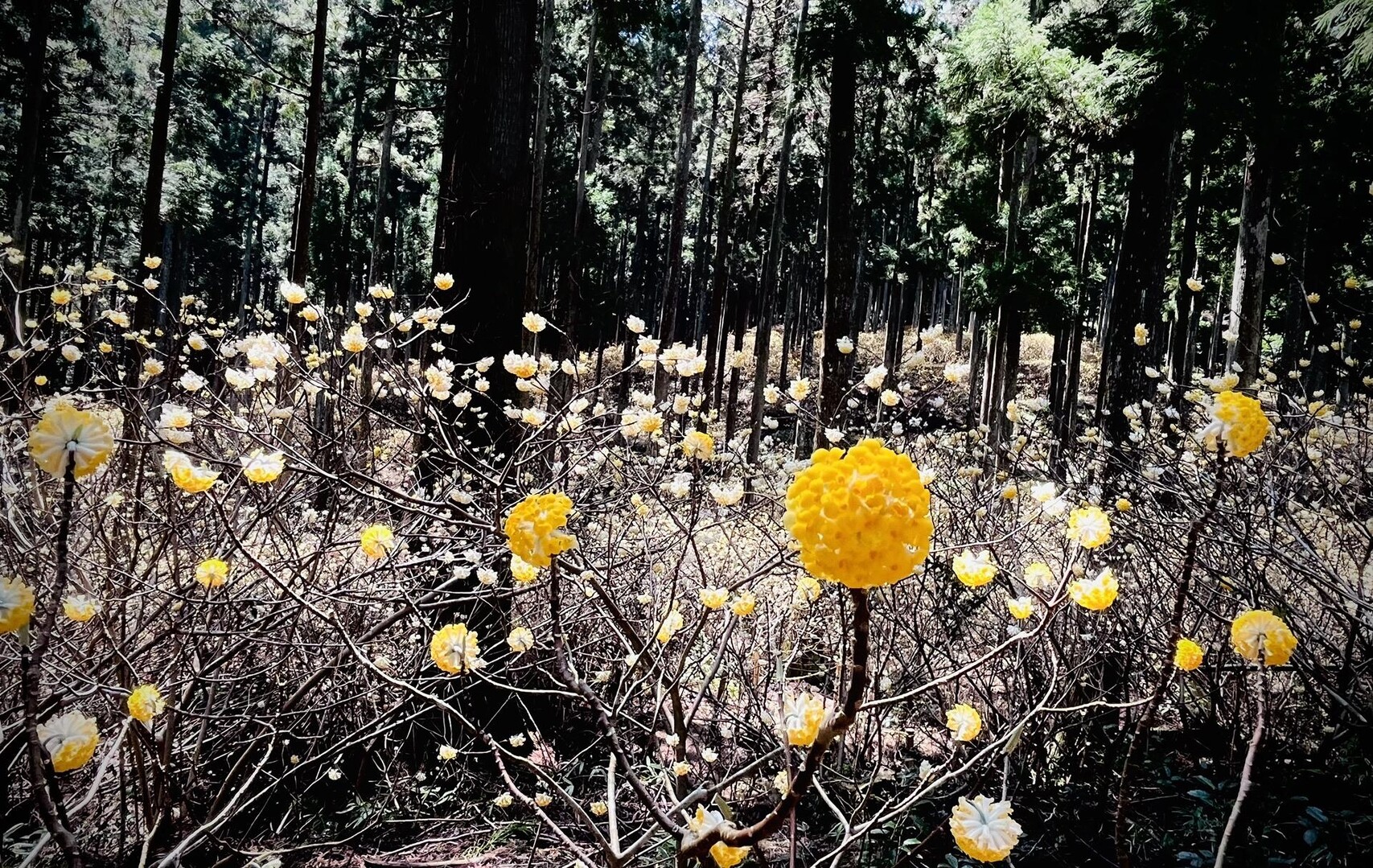 お初💛 ️ミツマタ群生地🟡美杉-2024-04-01 / kcoさんの津市の活動日記 | YAMAP / ヤマップ