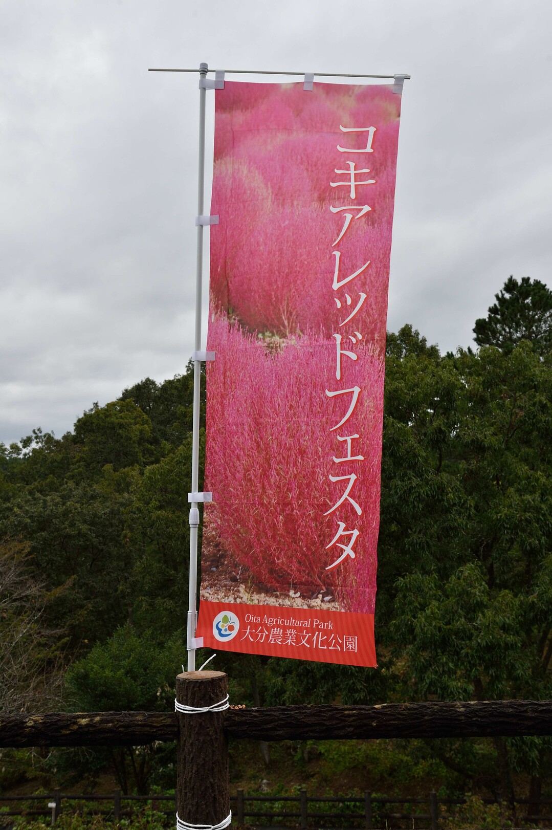 大分農業文化公園のコキアが見頃です / shortgame_instaさんのモーメント | YAMAP / ヤマップ