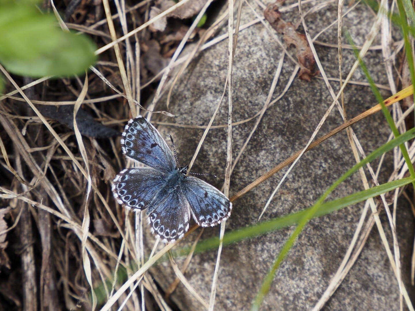 アップしたような気もするんですけど、載っ... / JICKさんのモーメント | YAMAP / ヤマップ