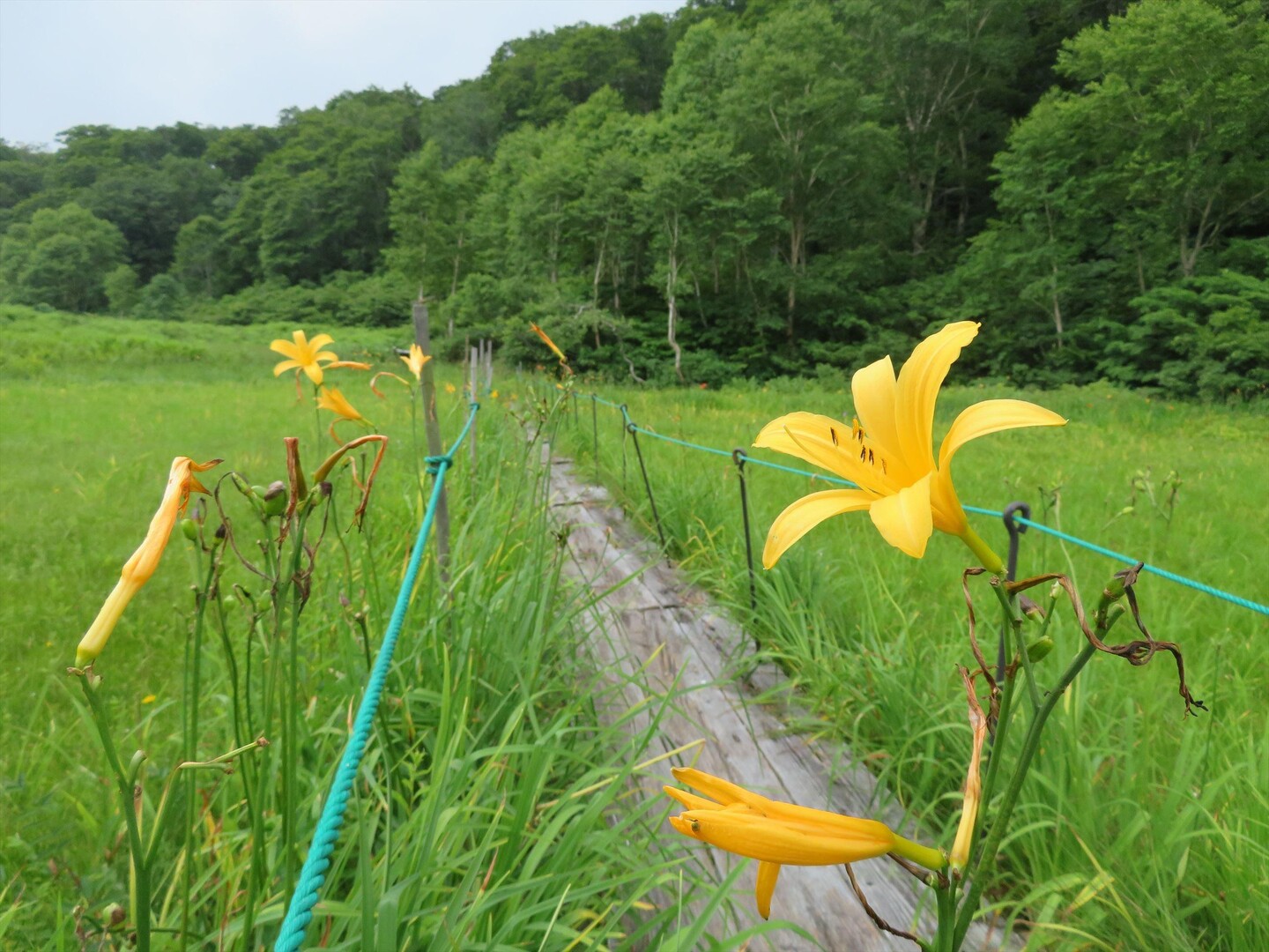 カヤの平高原-2023-07-22 / makkoさんの高標山・八剣山の活動データ | YAMAP / ヤマップ