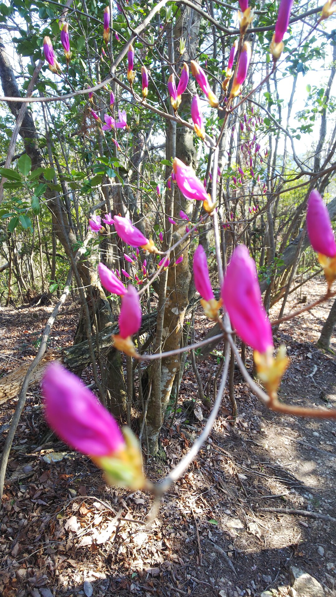 落語「愛宕山」に登拝-2020/3.23 / 🔺(三角点)君さんの愛宕山・三頭山・朝日峯の活動データ | YAMAP / ヤマップ