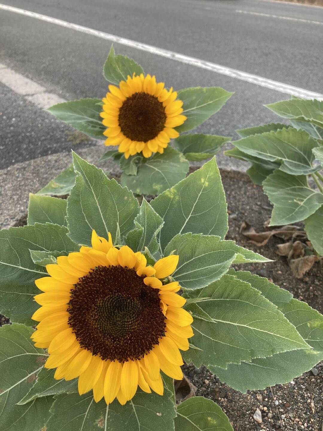 維新公園LSD / K2さんのランニングの活動データ | YAMAP / ヤマップ