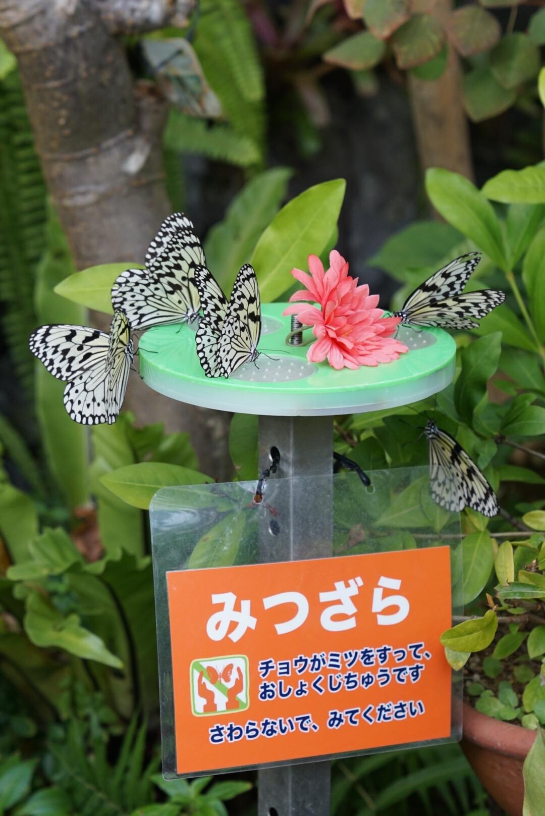 蝶々🦋温室に行くと、帰りにコウノトリが... / K-Reminderさんのモーメント | YAMAP / ヤマップ