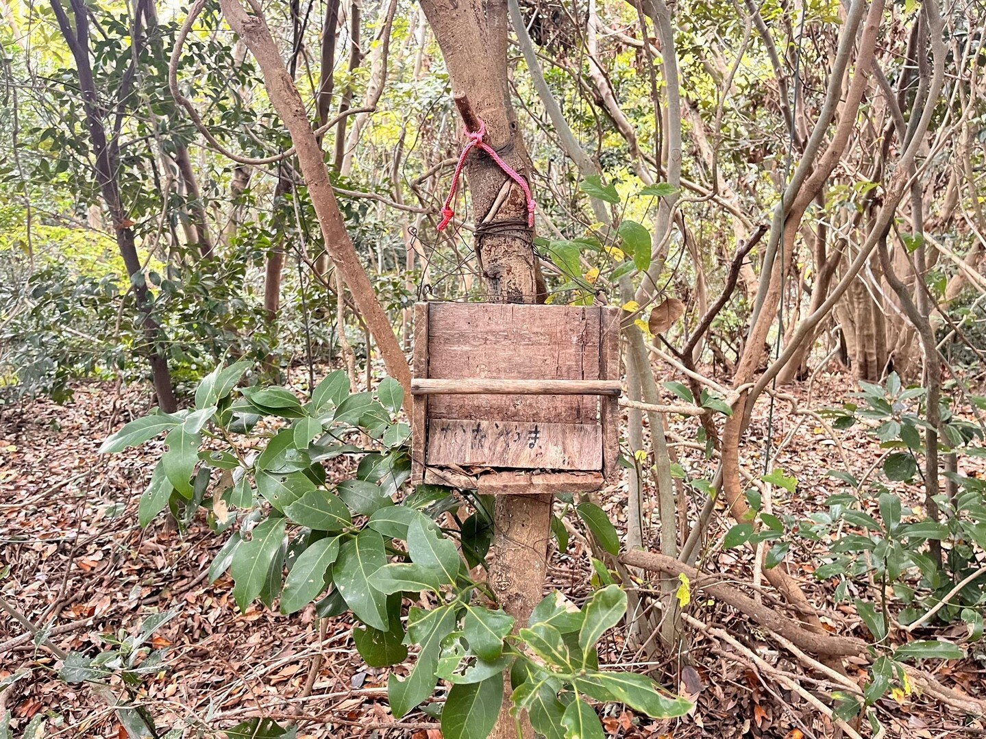 灘山 / nekodakeさんの灘山の活動データ | YAMAP / ヤマップ