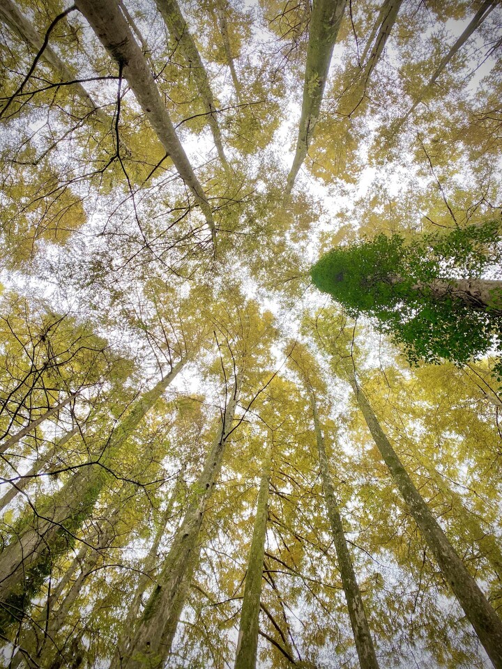 椎原峠登山口-椎原峠-鬼ヶ鼻岩 往復コースの地図・登山ルート・登山口情報 | YAMAP / ヤマップ