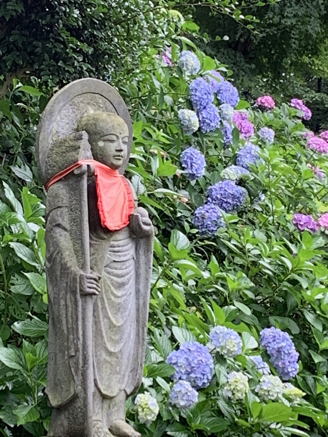 朝、気象予報士の依田さんが、妙楽寺の紫陽... / nonnonさんのモーメント | YAMAP / ヤマップ