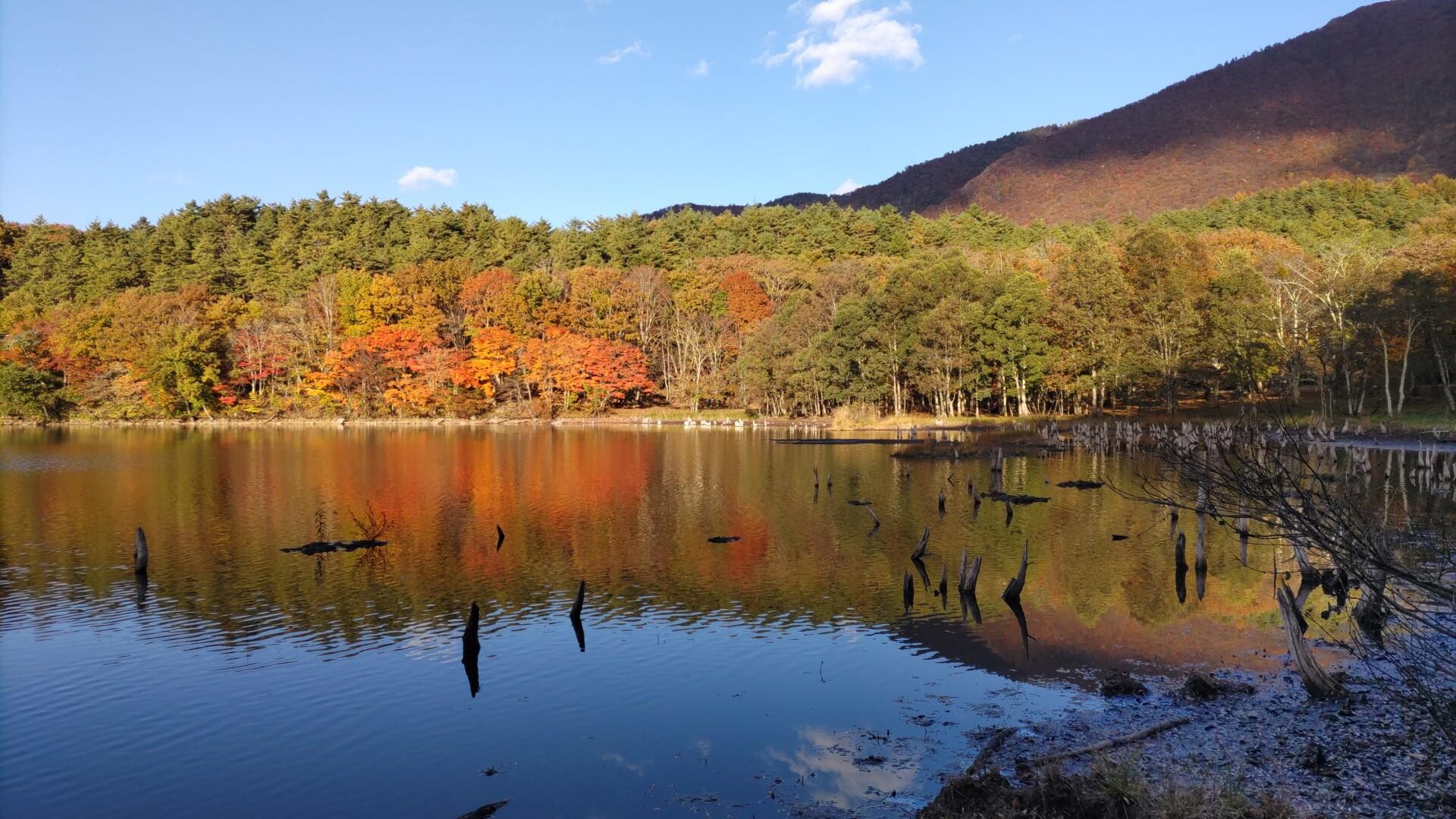 観音沼2023-10-26 / Romiさんのウォーキングの活動データ | YAMAP / ヤマップ