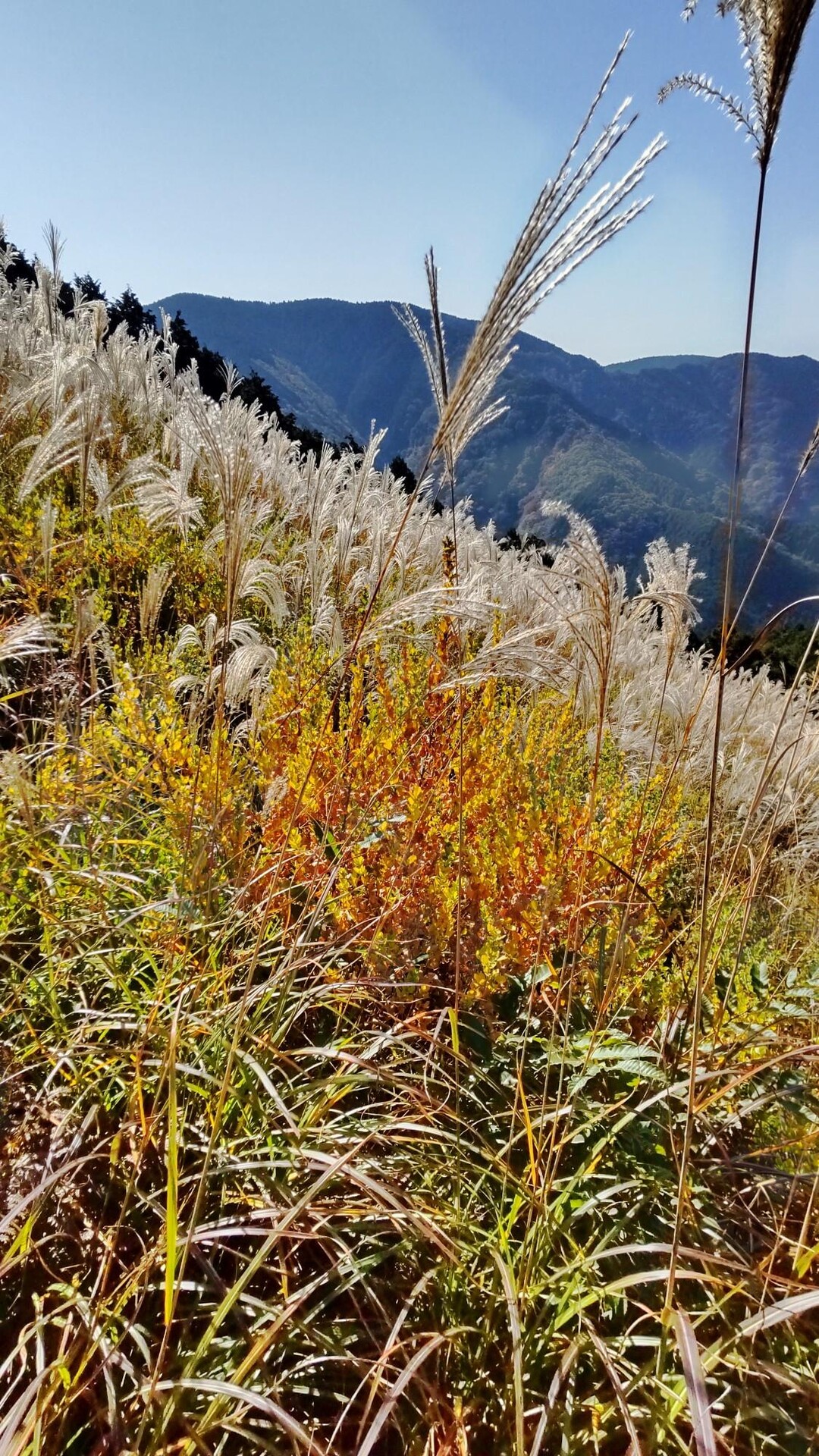 岩湧山 / zen sugiさんの岩湧山・一徳防山・三石山の活動データ | YAMAP / ヤマップ