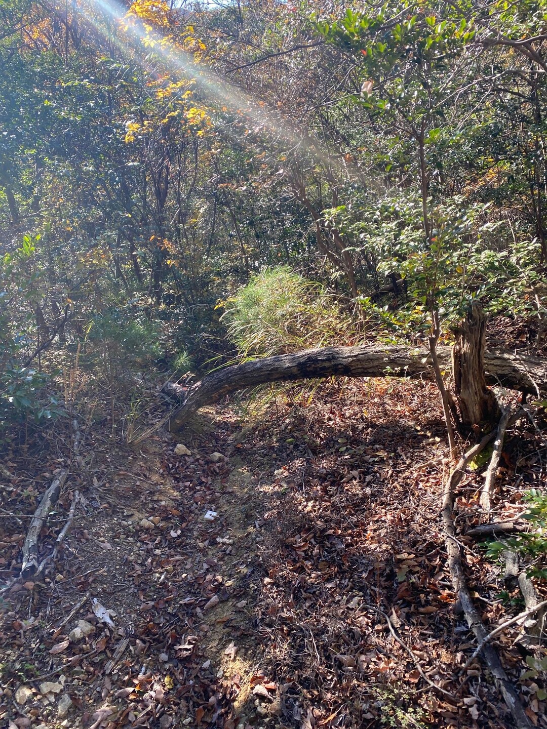 KASABUさんの投稿したフィールドメモ | YAMAP / ヤマップ