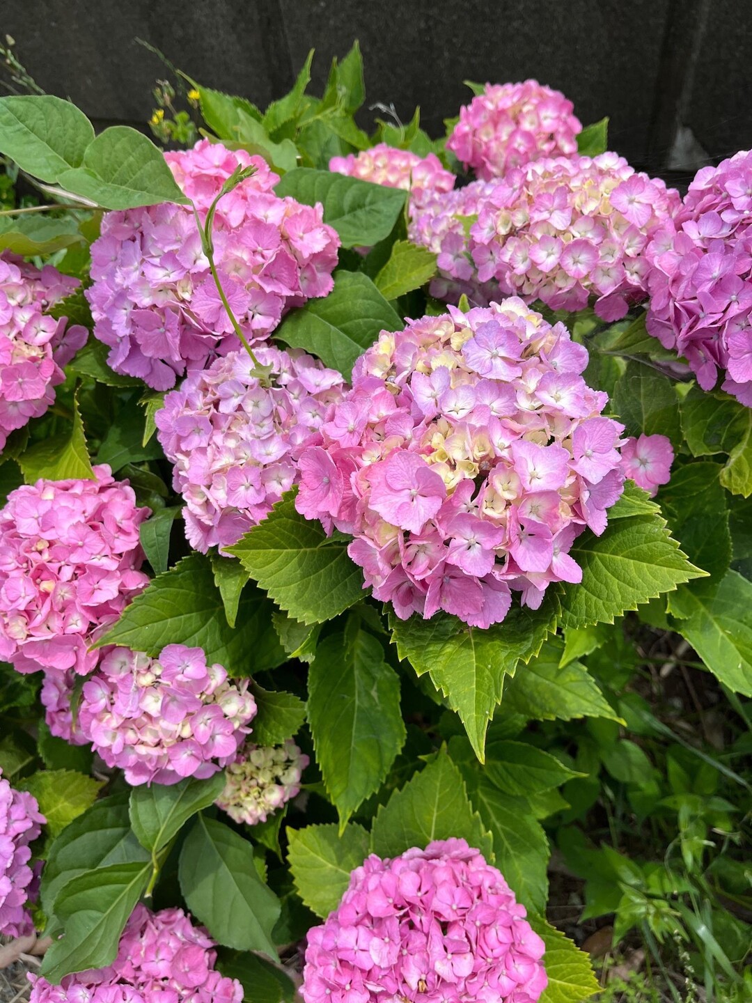 最長コースを歩いた翌日は♪♪ / asamiさんの大山の活動データ | YAMAP / ヤマップ