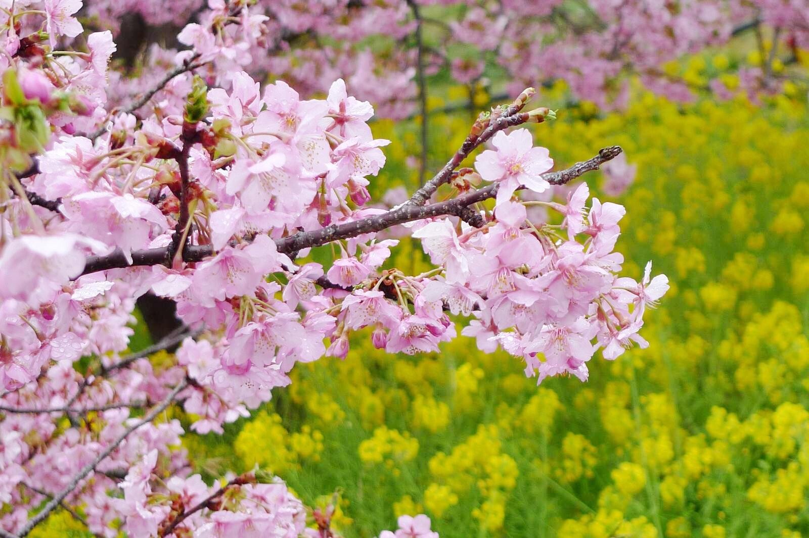 まつだ桜まつり～高松山～VRビリ堂南西尾根～山北 / メロンパンさんの高松山・大野山の活動データ | YAMAP / ヤマップ