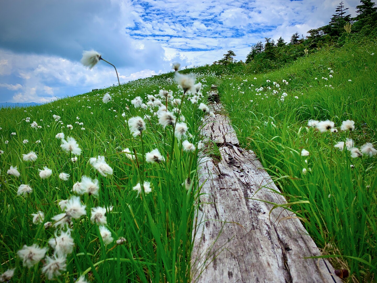 会津駒ヶ岳：滝沢口からキリンテへ / George-Mさんの会津駒ヶ岳の活動データ | YAMAP / ヤマップ