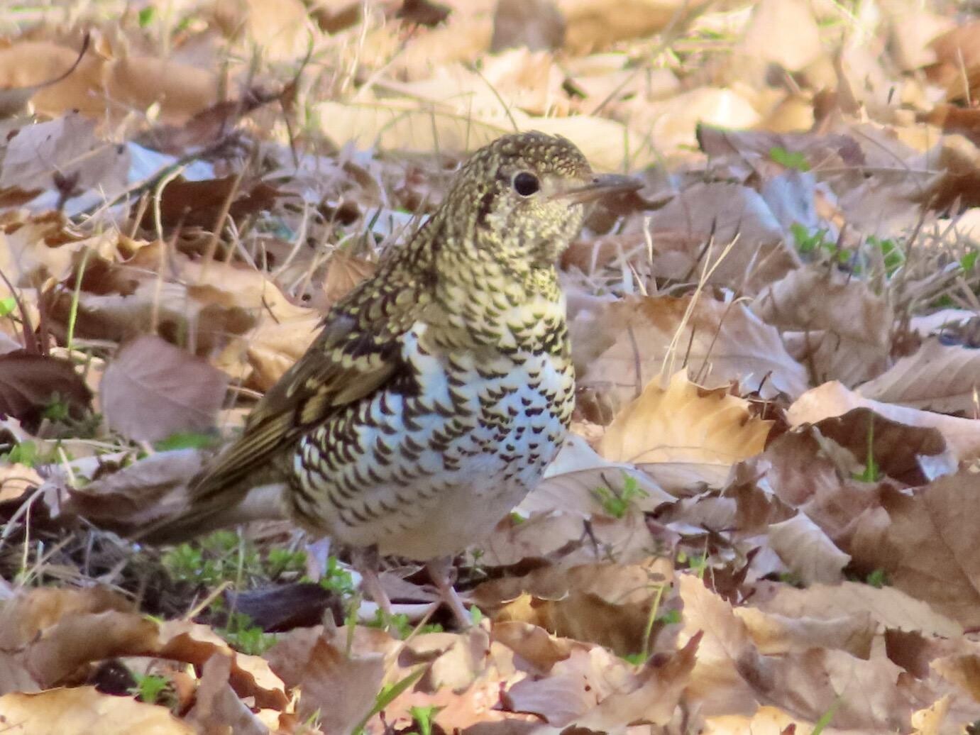 交野市で鳥活 ️ / otaksaさんの交野山・国見山の活動データ | YAMAP / ヤマップ