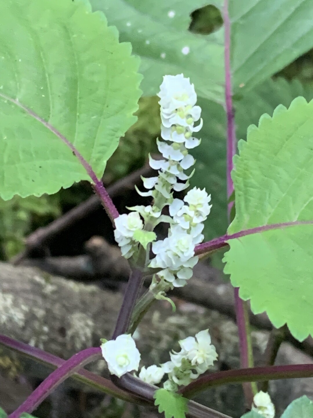 古処山 サボリーマン_φ(･_･ / Team AQAさんの登山の活動データ | YAMAP / ヤマップ