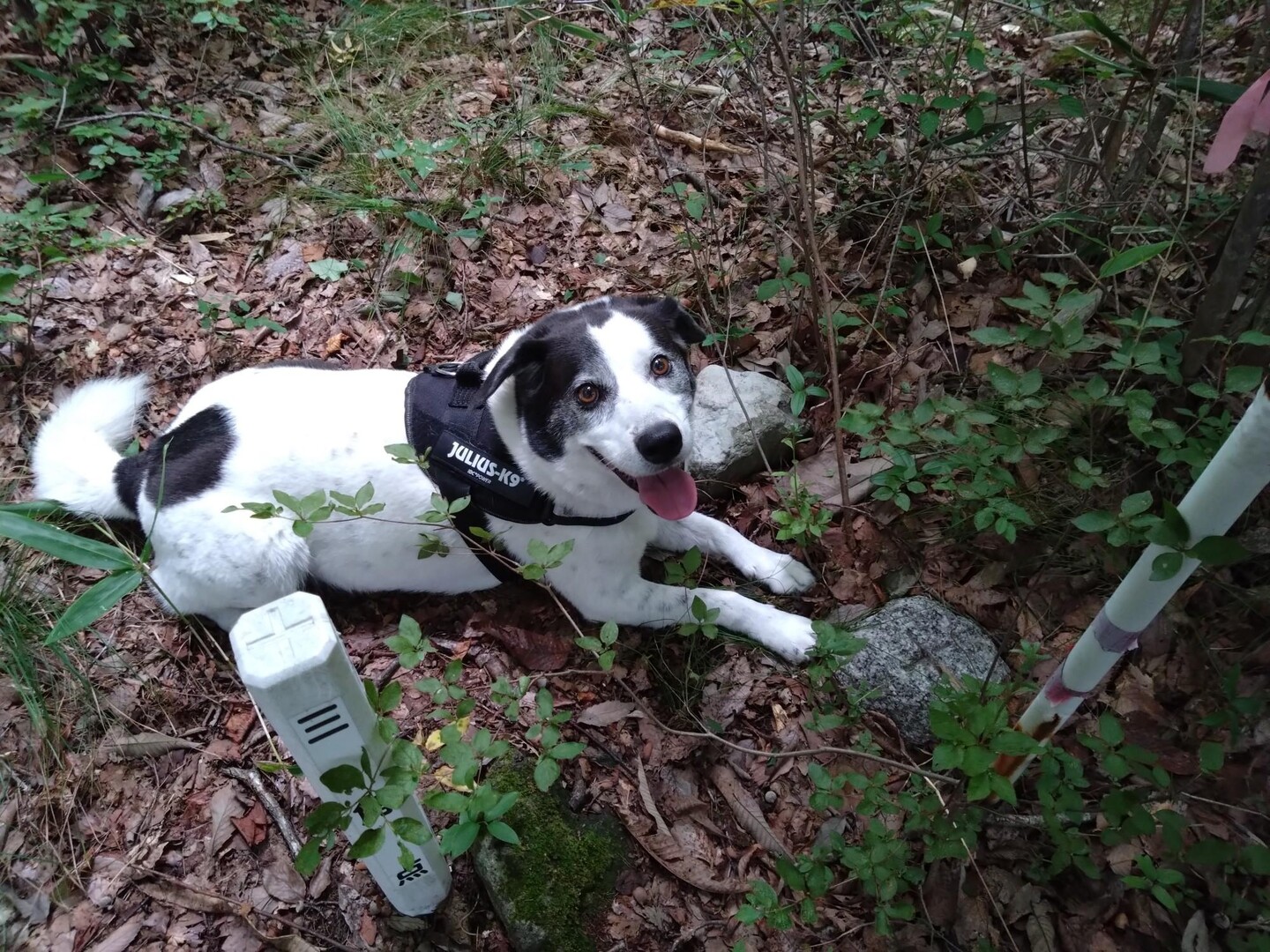 立石山・大徳坊 / kuru−ruさんの権太倉山の活動日記 | YAMAP / ヤマップ