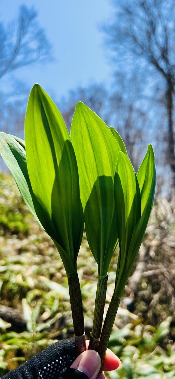 気無山𖤥𖥧𖥣⋆*𓆸⋆* / rukiさんの気無山・笹積山の活動データ | YAMAP / ヤマップ