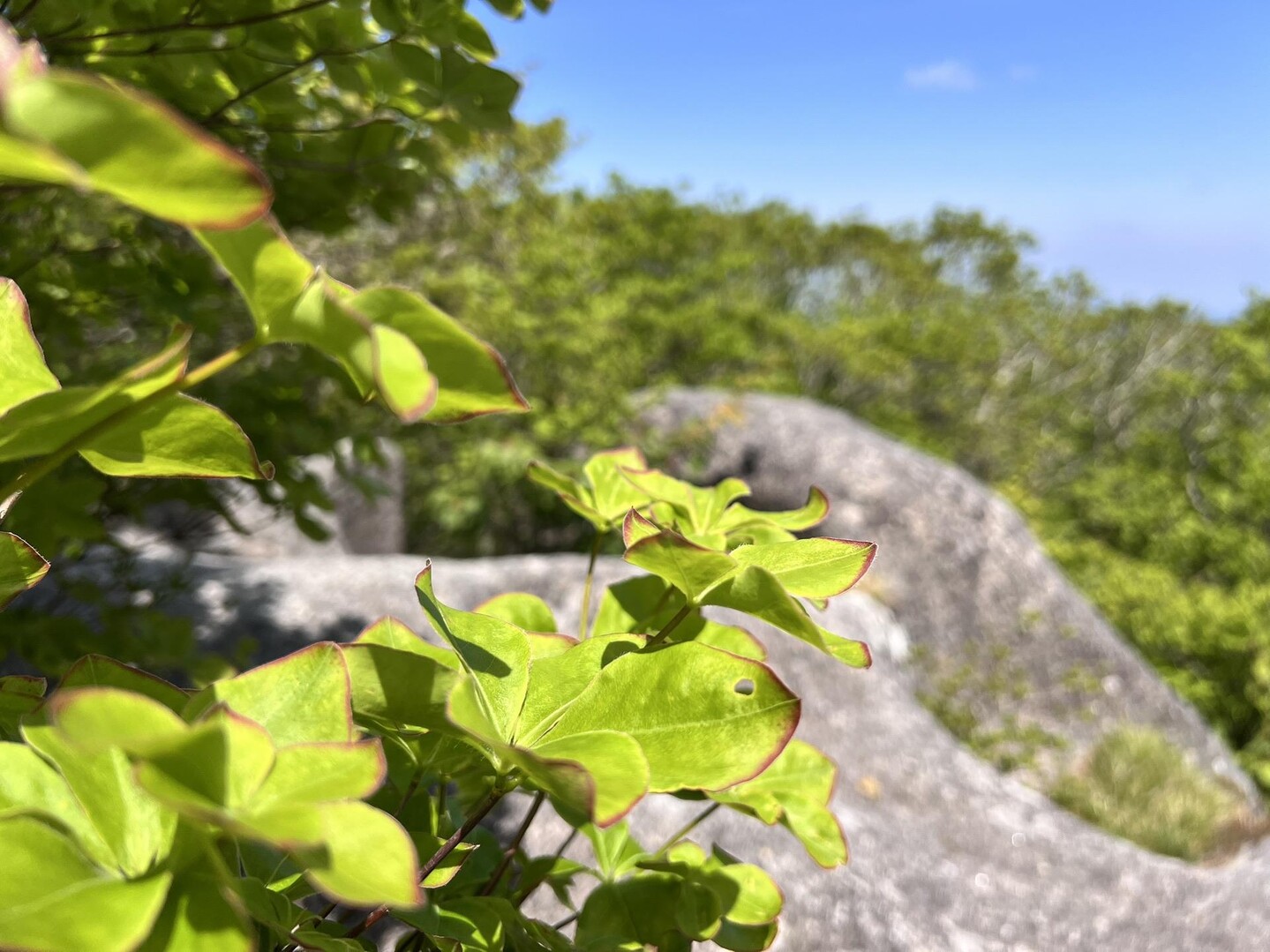 大滝根山・仙台平 / ymatさんの大滝根山の活動データ | YAMAP / ヤマップ
