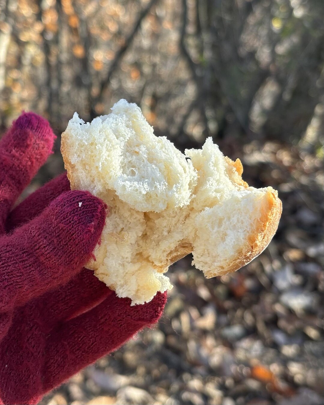 四ッ又山で南牧村グルメ三昧🍡🥮🍙の巻 / yuriさんの鹿岳・黒滝山の活動データ | YAMAP / ヤマップ