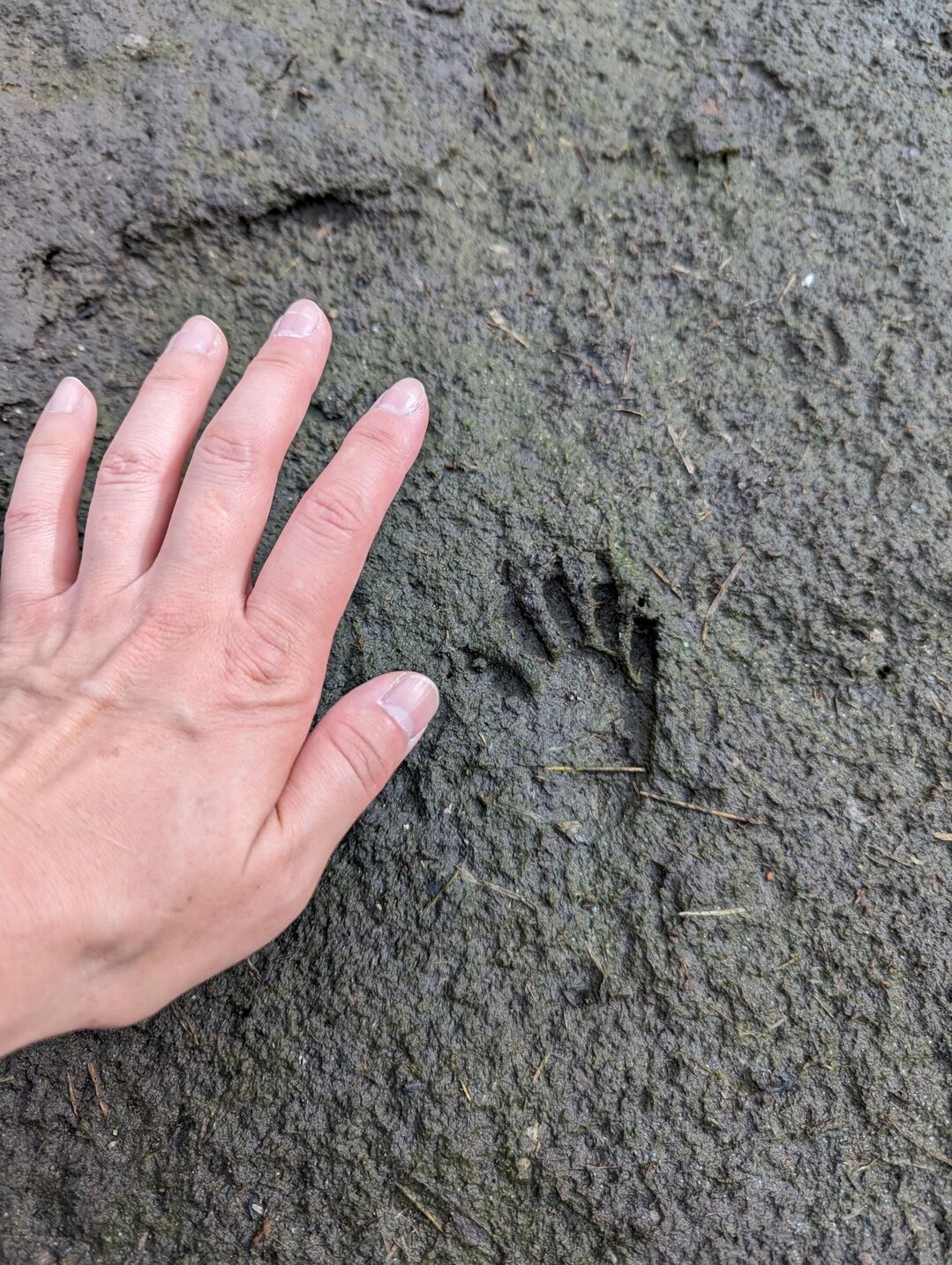 シャクナゲ岳 / hdl(🌻はるはる🌻)さんのニセコアンヌプリ・イワオヌプリ・チセヌプリの活動データ | YAMAP / ヤマップ