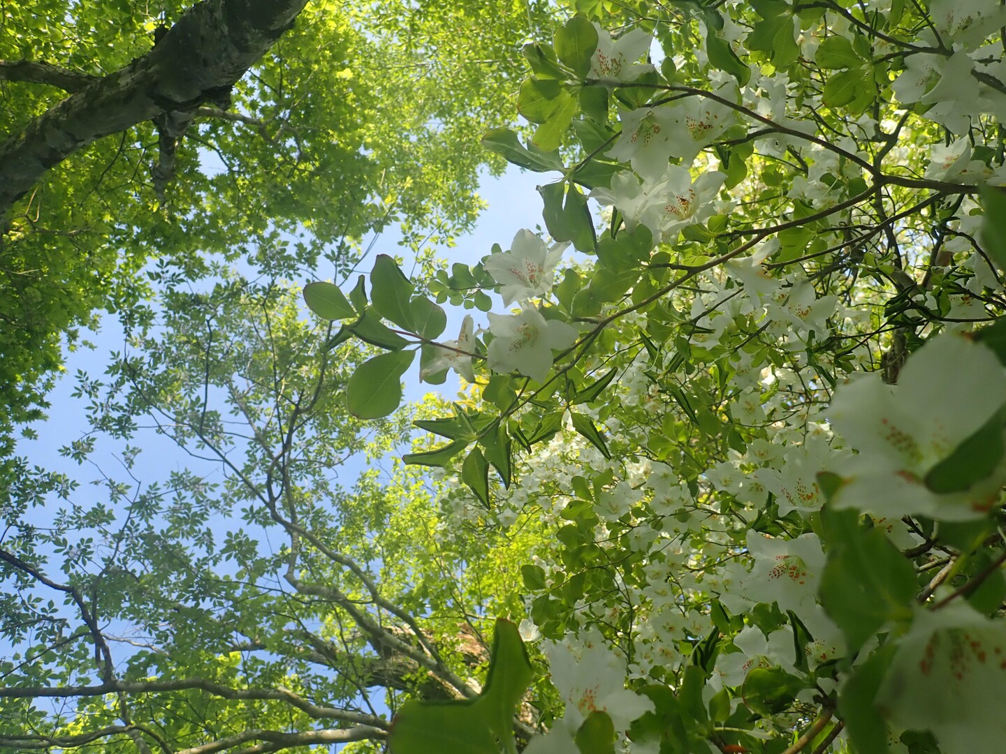 シャクナゲとシロヤシオの山 雲早山・高丸山 テン泊縦走 2023-5-16 / のーちゃんさんの雲早山・高丸山・西三子山の活動データ | YAMAP / ヤマップ