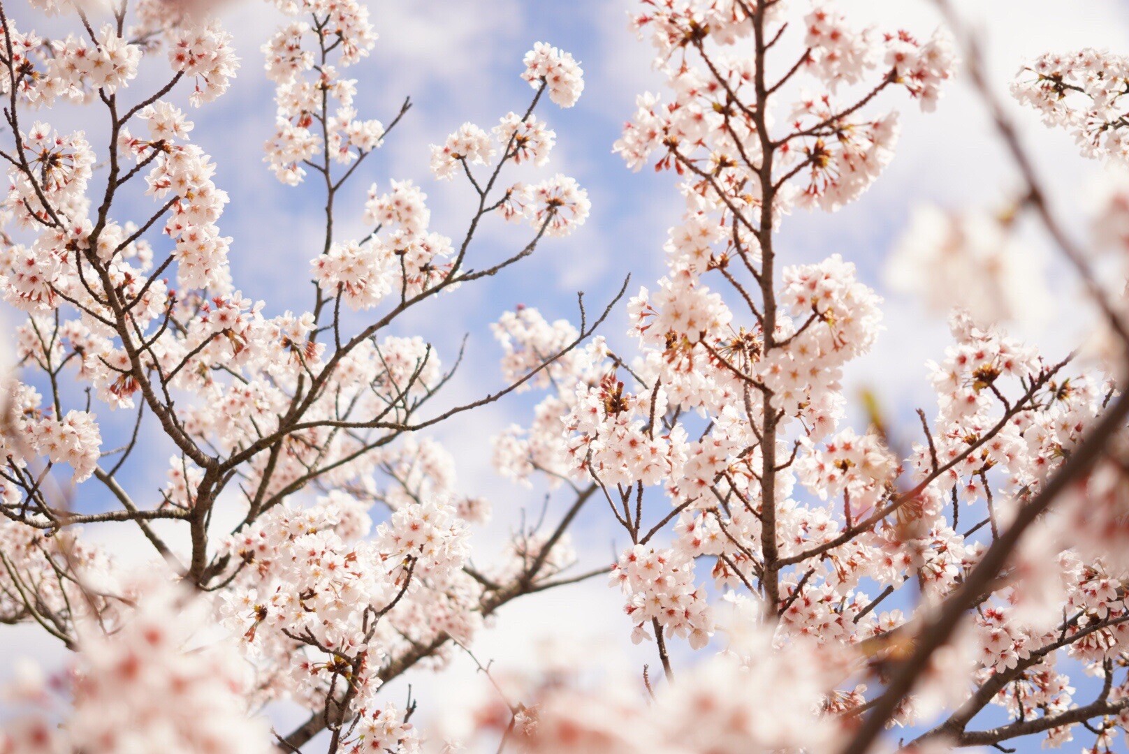 桜のキレイな場所を発見しました。 ネモフ... / ma-sa-kiさんのモーメント | YAMAP / ヤマップ