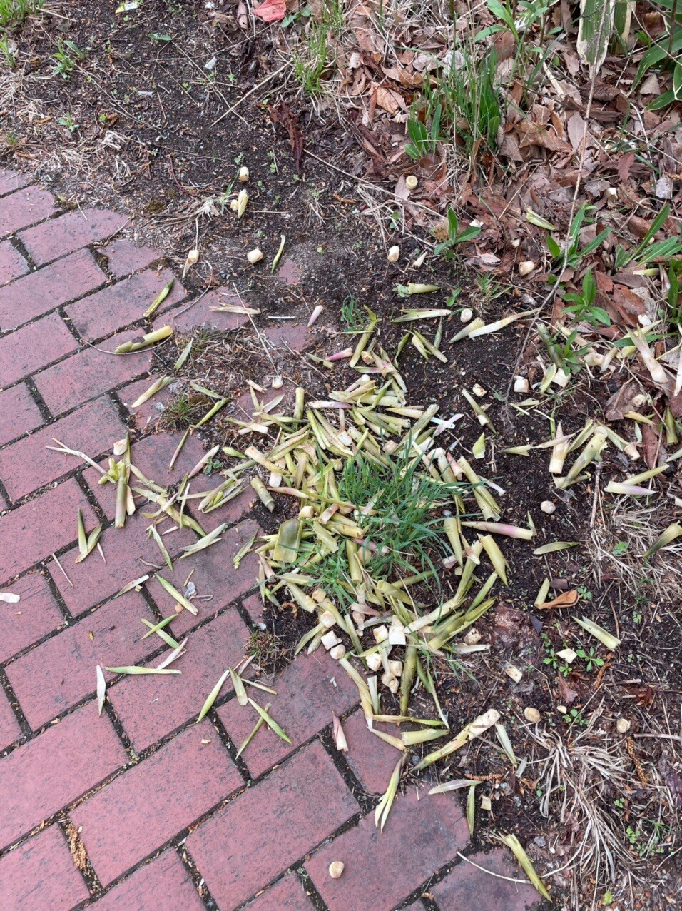 朝ウォーキング19日目。残念な景色。昨日... / こまこまさんのモーメント | YAMAP / ヤマップ