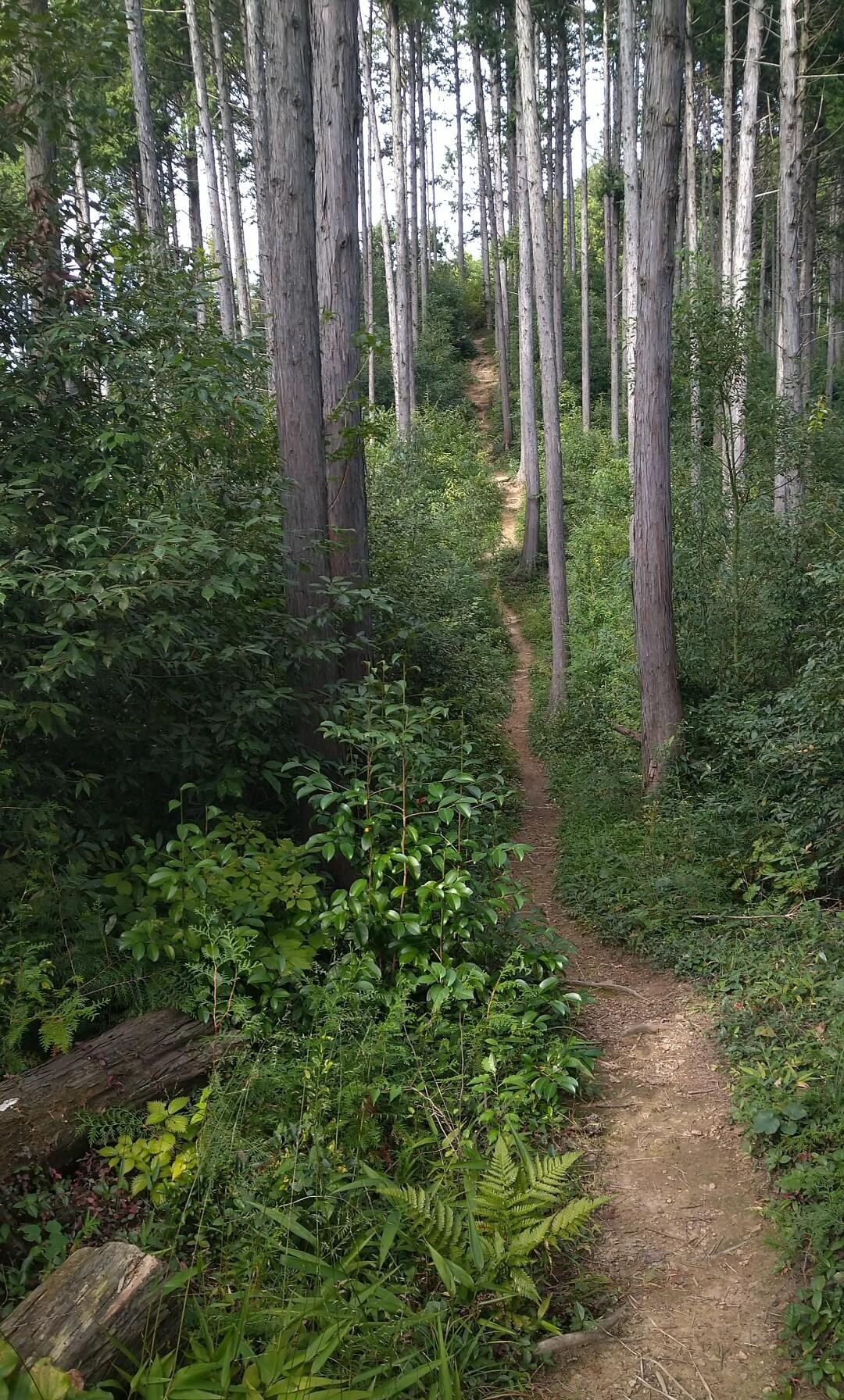 龍崖山・燧山・柏木山 / naotoさんの天覧山・多峯主山・天覚山の活動データ | YAMAP / ヤマップ