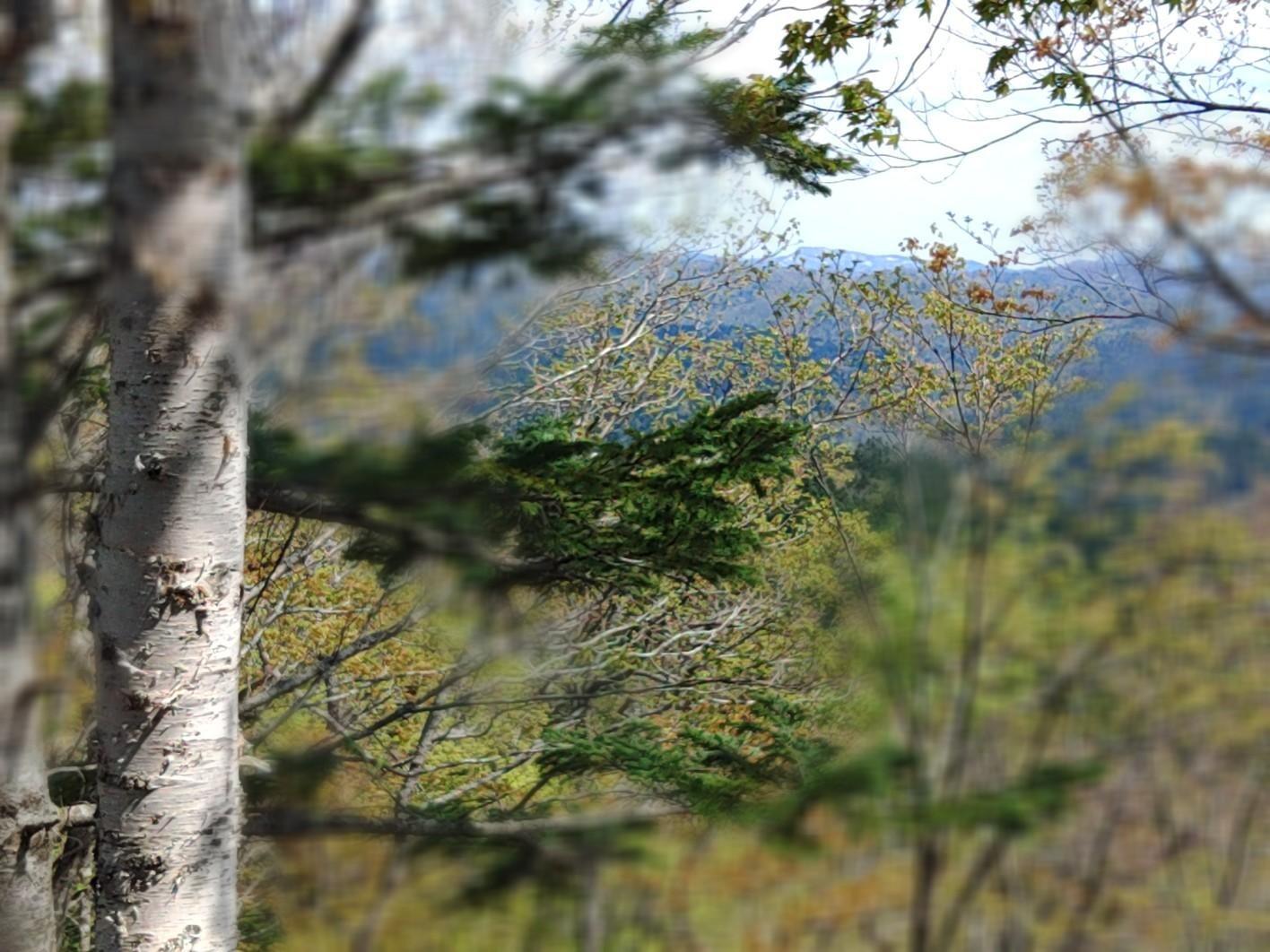 愛の悲しき愛鳥物語・愛鳥山 / ふじやんさんの奥三毛別山の活動データ | YAMAP / ヤマップ