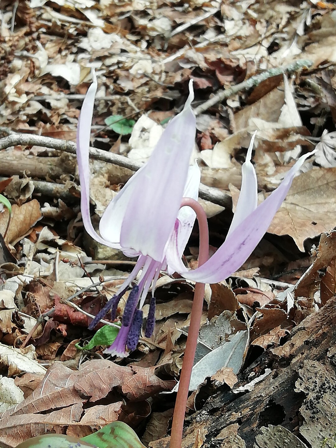 雁俣山・京丈山 / enoさんの京丈山・雁俣山の活動データ | YAMAP / ヤマップ