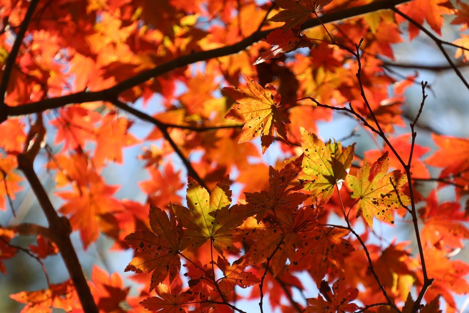 鈴鹿10座、日本コバ⛰️ / kayo♪さんの日本コバの活動データ | YAMAP / ヤマップ
