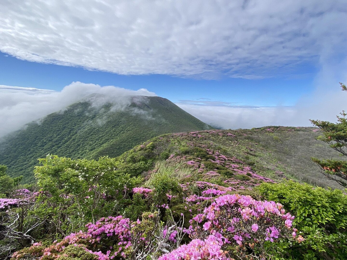 間に合った〜ミヤマキリシマ平治岳🌸 / mo_caさんの九重山（久住山）・大船山・星生山の活動データ | YAMAP / ヤマップ