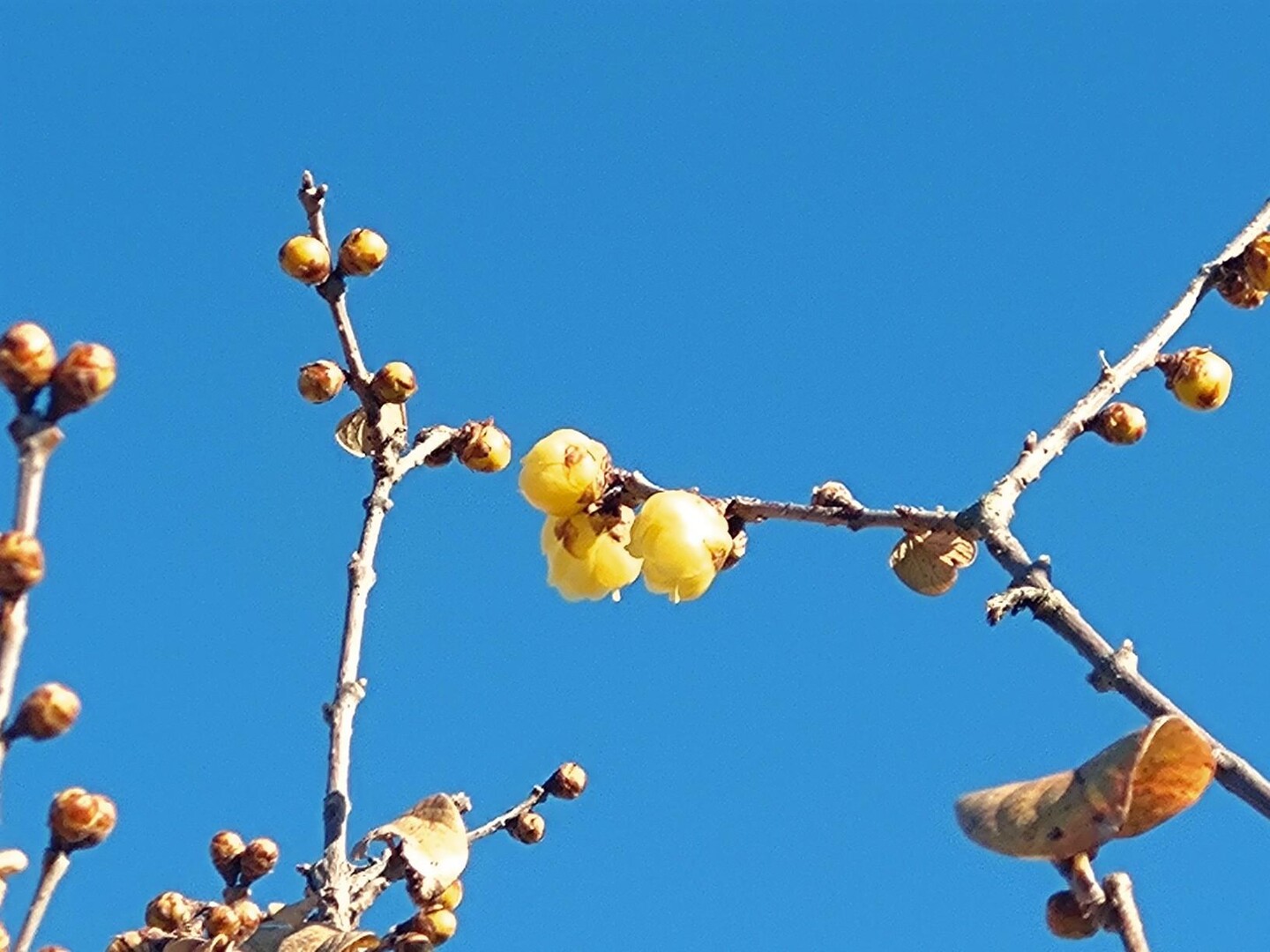 根っこ山・大高取山 / moneさんの大高取山の活動データ | YAMAP / ヤマップ