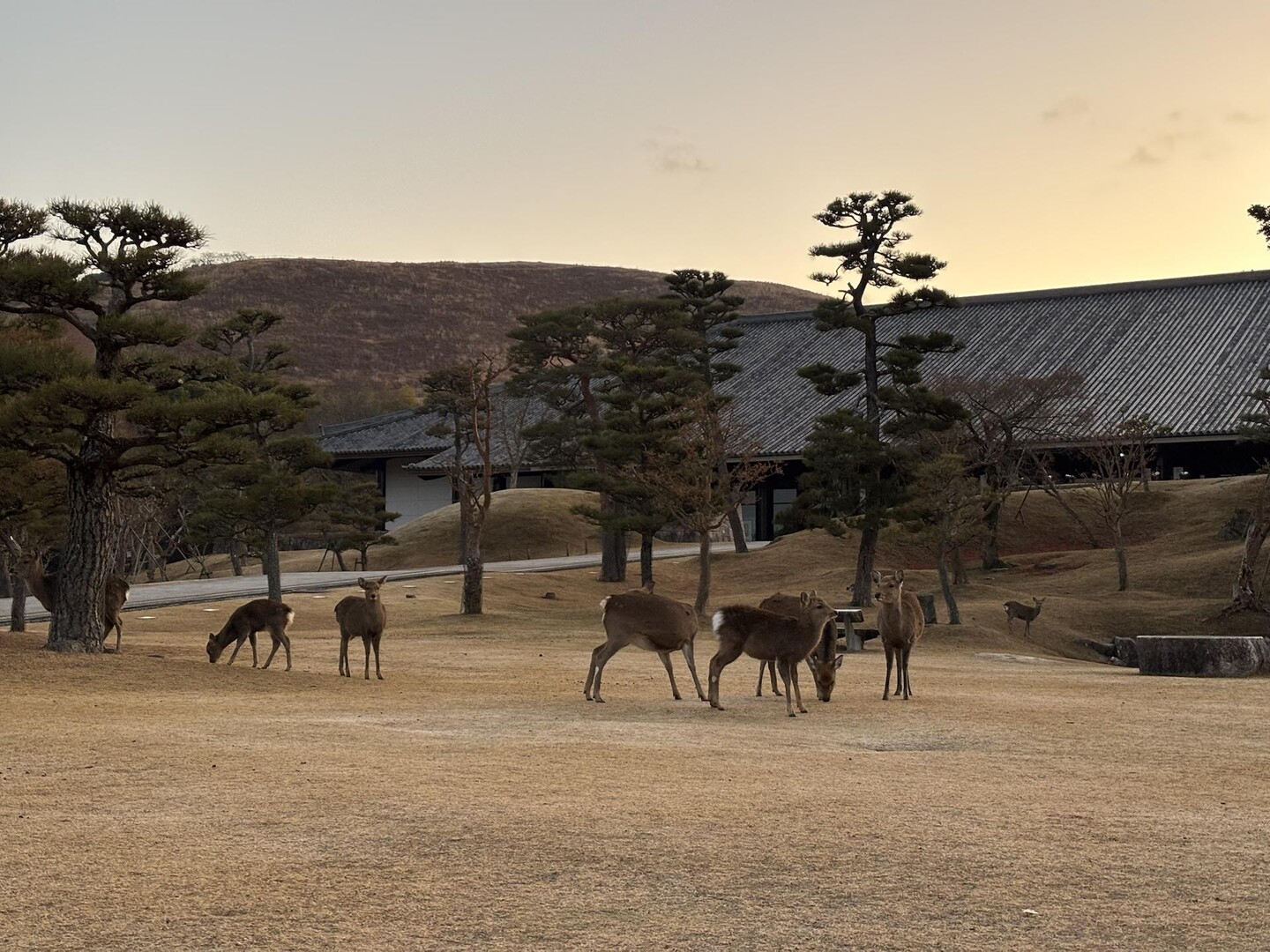 新春奈良マラソン 10kmコースラン / あしかさんの奈良市の活動データ | YAMAP / ヤマップ
