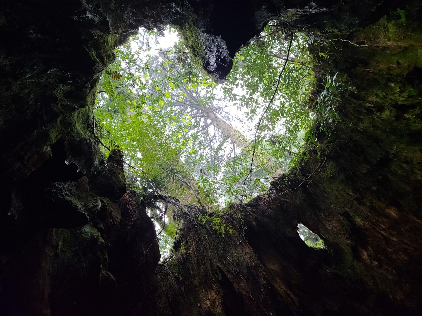 やっと登れた黒味岳・栗生岳・宮之浦岳・永田岳・小高塚岳☀️ / Koikoiさんの屋久島・宮之浦岳の活動データ | YAMAP / ヤマップ