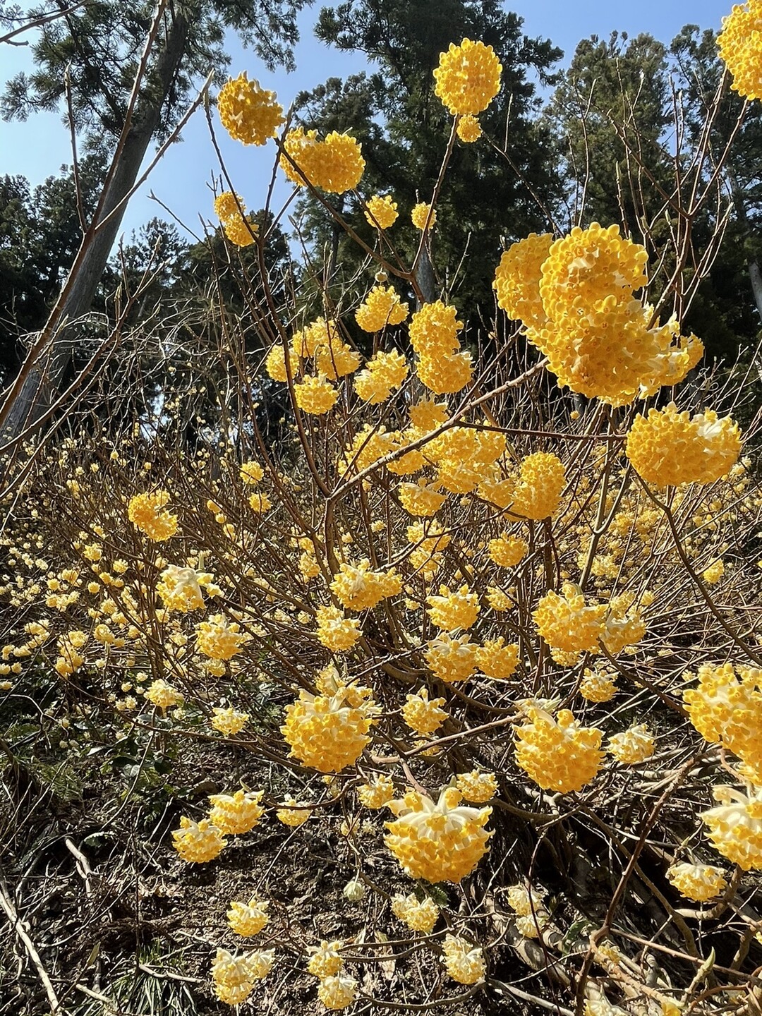 滋賀県のミツマタ群生地に行ってきました ... / Marry🐾さんのモーメント | YAMAP / ヤマップ