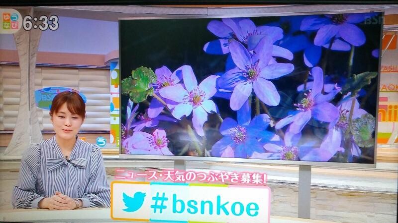 3/24 BSNテレビ角田山 / オルザスさんの角田山の活動データ | YAMAP / ヤマップ