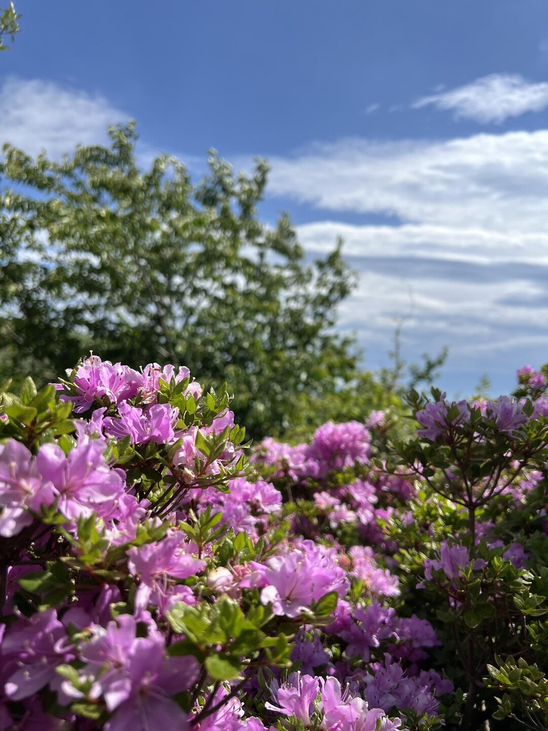烏帽子岳・杵島岳 / kyoopoさんの阿蘇山・高岳・根子岳の活動データ | YAMAP / ヤマップ