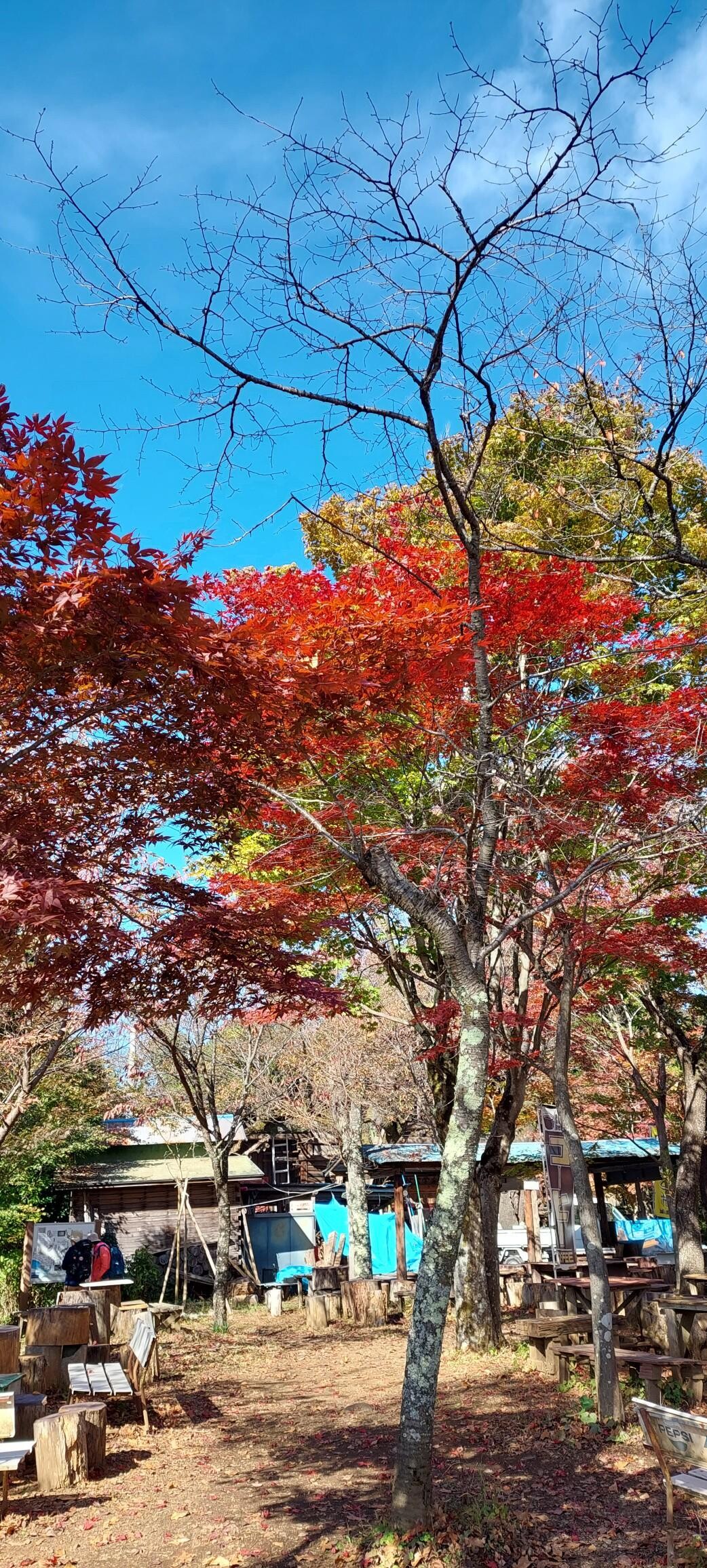 陣馬山から高尾山縦走 3回目 / tamさんの高尾山・陣馬山・景信山の活動データ | YAMAP / ヤマップ