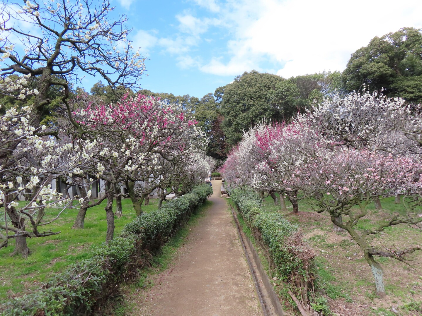 「道明寺天満宮の梅を見に行く🚴」の巻 / Howardさんの明神山・玉手山の活動日記 | YAMAP / ヤマップ