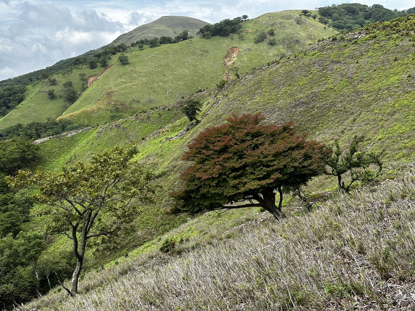 急な 代休 梅雨じゃ ない竜 / podoryさんの竜ヶ岳の活動データ | YAMAP / ヤマップ