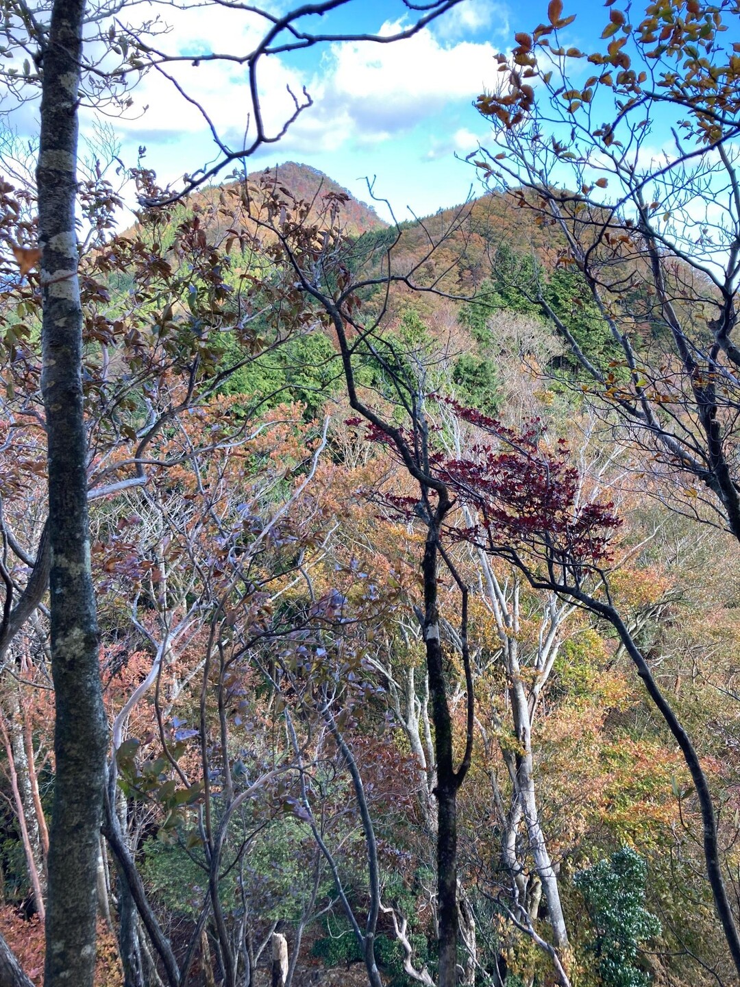 修験業山・栗ノ木岳 / HALさんの三峰山・学能堂山・栗ノ木岳の活動データ | YAMAP / ヤマップ